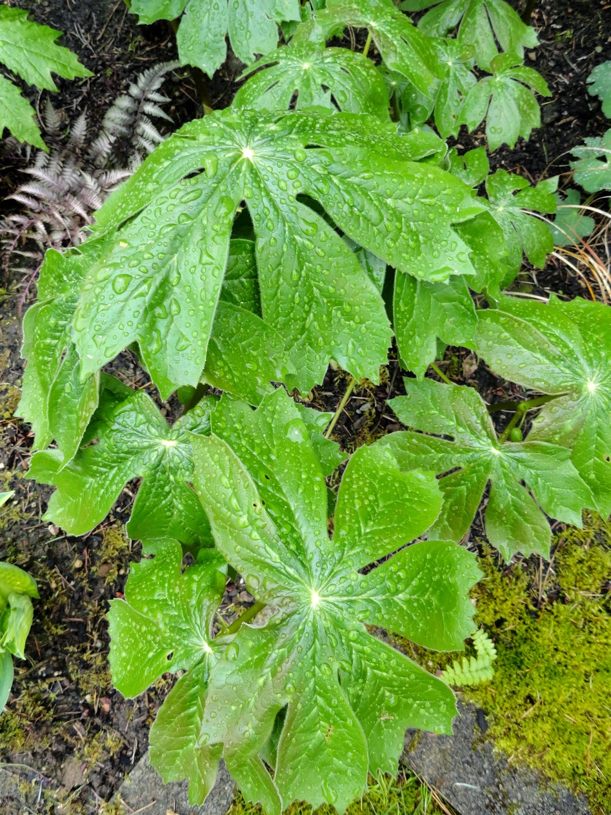 danger garden: Podophyllum pleianthum is my favorite plant in the ...