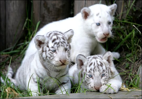 Funny Animals Zone: Cute White Tigers Beautiful Pictures