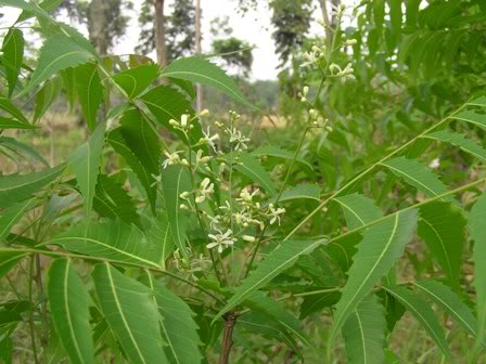 kebun tanikota: Tanaman Mimba (Azadirachta indica)