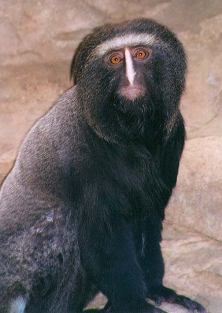 ANIMALES EXTRAÑOS Y CURIOSIDADES ANIMALES: Mono cara de búho ...