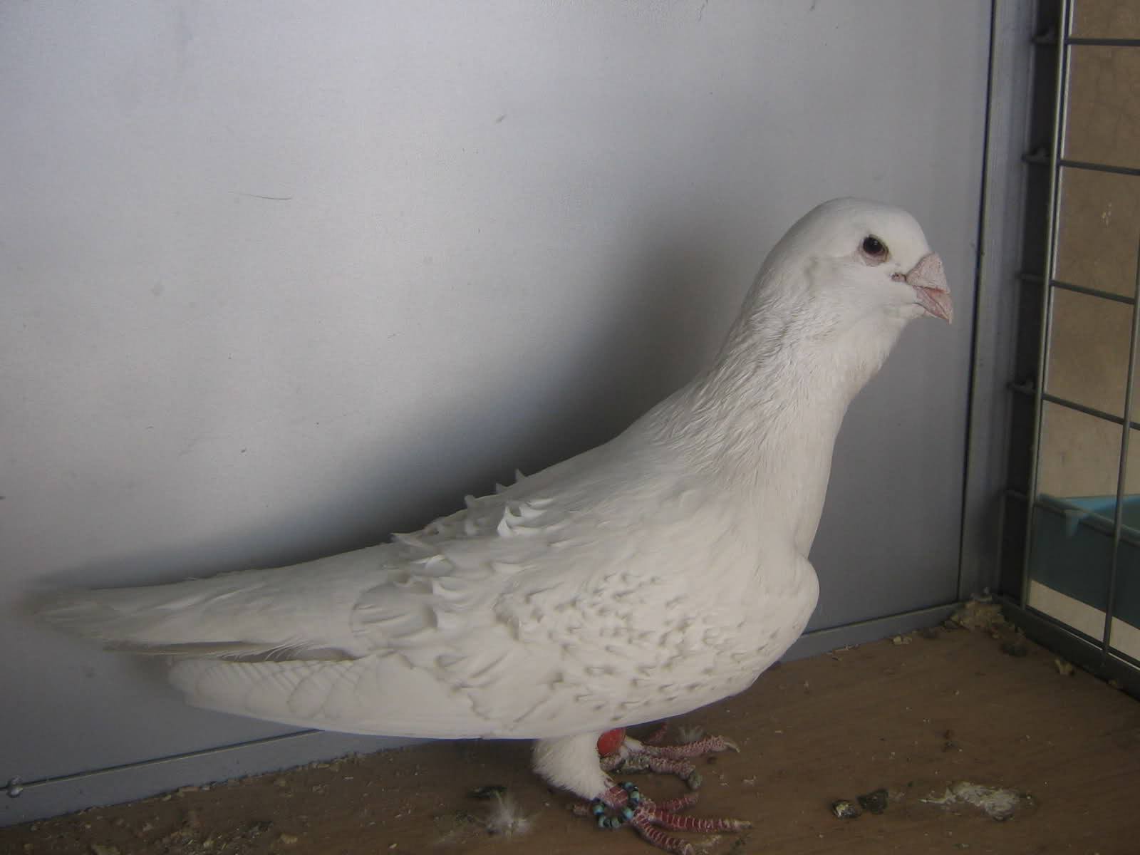 World of Pigeons and Doves: Syrian Frillback