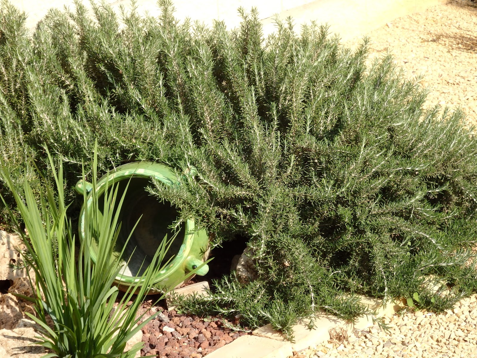 Rosmarinus Officinalis y Prostratus (Romero y Romero rastrero)