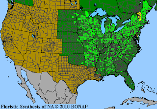 Restoring The Landscape With Native Plants: Native Plant of the Week ...