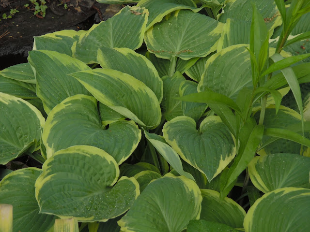 Ogród Tamaryszka: HOSTY - ROŚLINY DO CIENIA