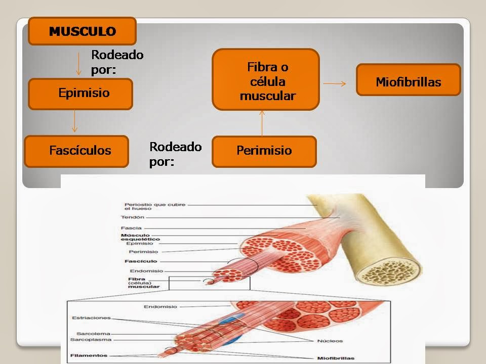 blogg de fisiologia uas Cesar Geronimo Angulo Ramirez: noviembre 2013