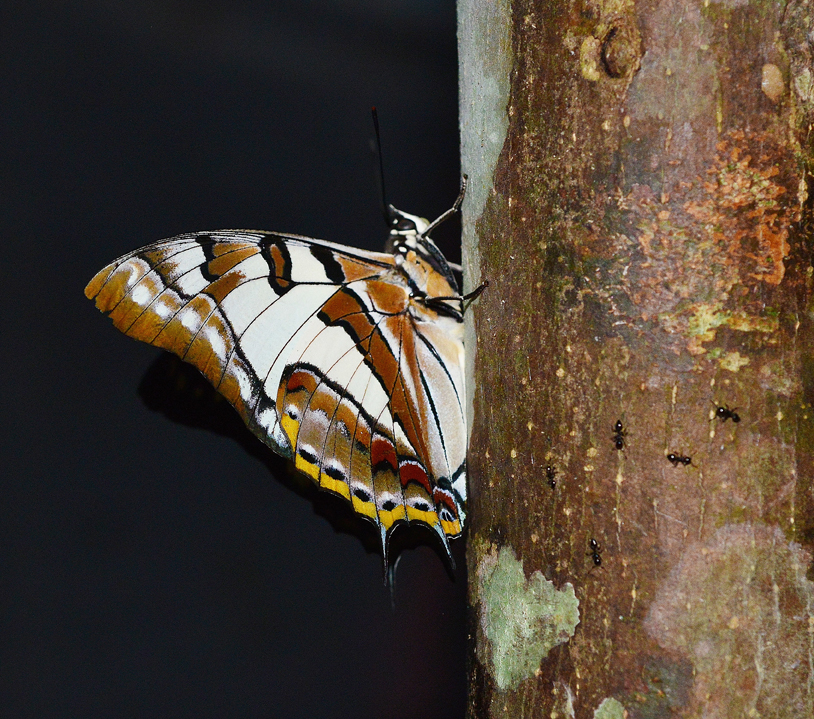 BunyipCo: November 2016