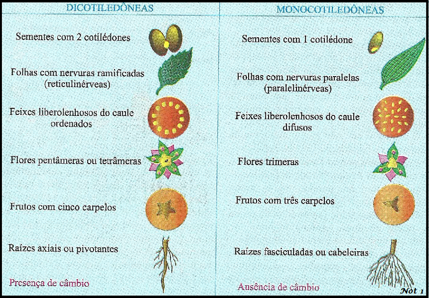 Biofimdomundo: Angiospermas