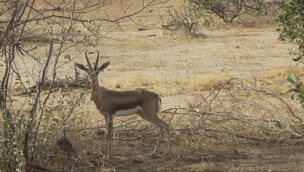 DES AFRIQUE...entre EAUX, AIRS et DESERTS: LE FERLO.