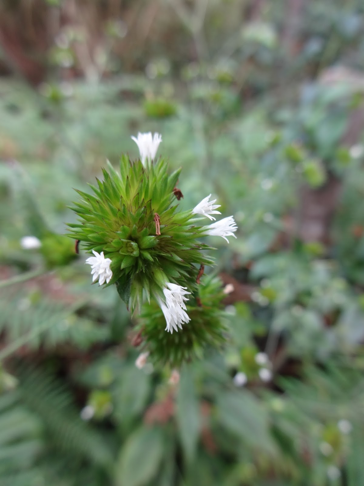 Herbs from Distant Lands: Elephantopus scaber, Elephantopus mollis ...