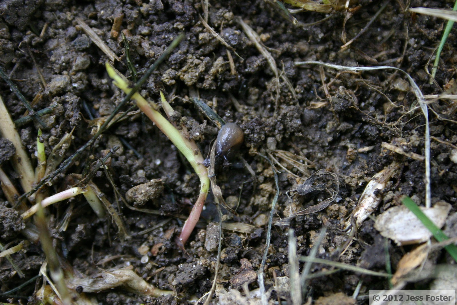 Sluggin' Along: New Slug Species