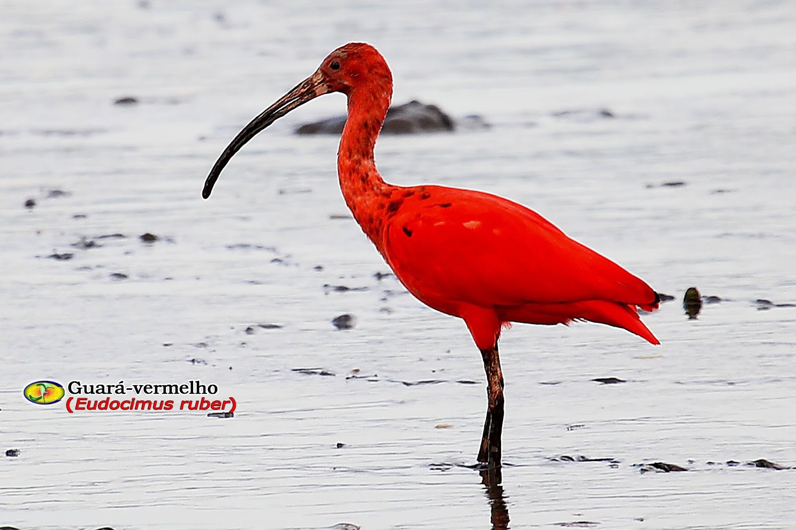 ORNITOLOGIA: Guará-vermelho (Eudocimus ruber)