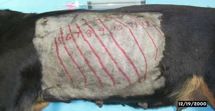 Happy Pet Solutions: THORACOCENTESIS AS DIAGNOSTIC AND THERAPEUTIC TOOL ...