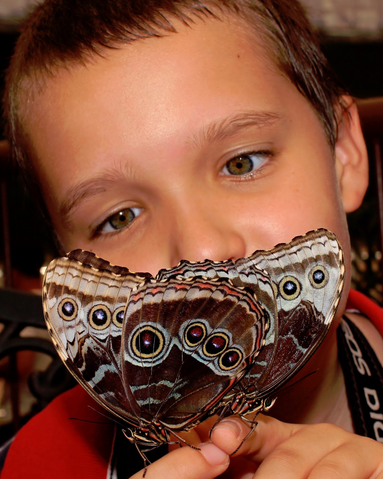 Arizona Writer: Adventures in Butterfly Wonderland