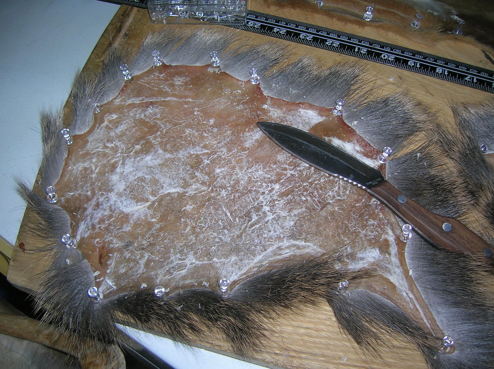 Musings of Musang: Experimenting with Alum Tawing ... white tail deer ...