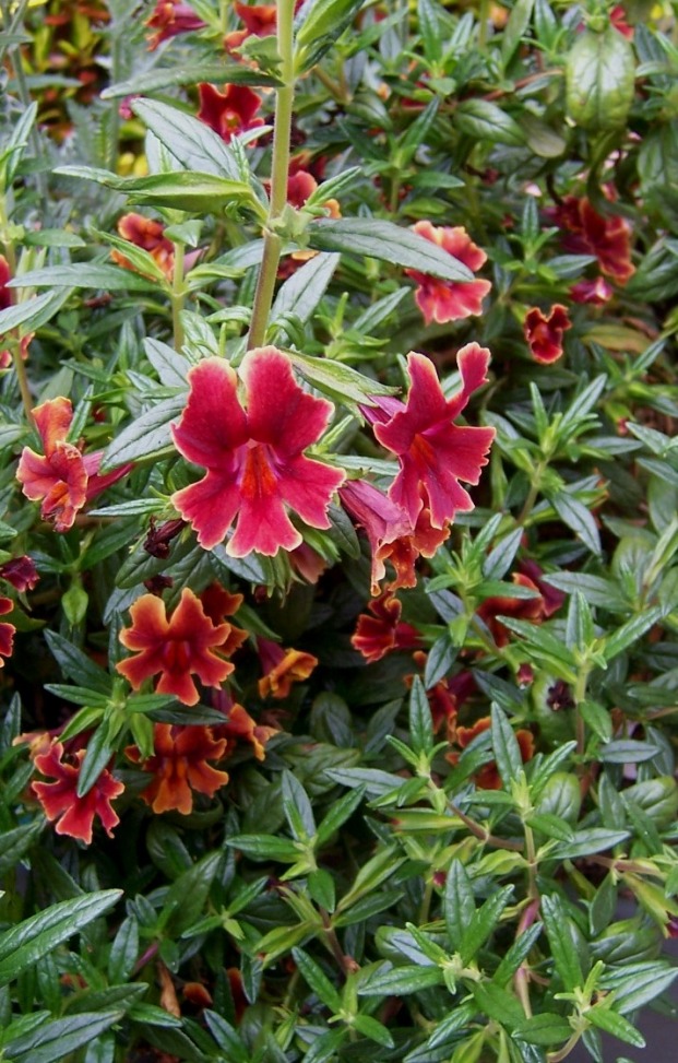 The 2 Minute Gardener: Photo - Scarlet Monkey Flower (Mimulus cardinalis)