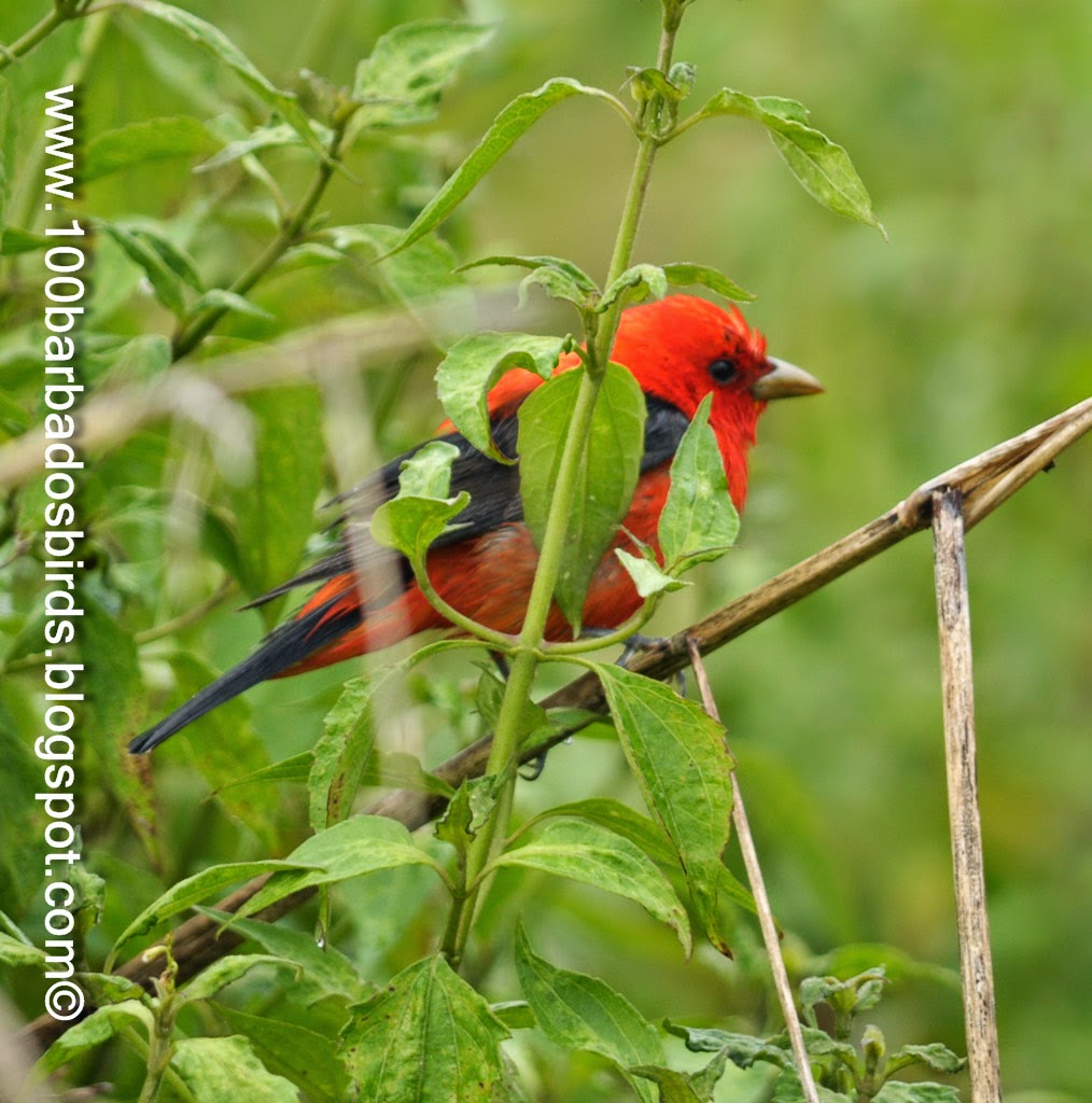 Birds of Barbados: April 2015