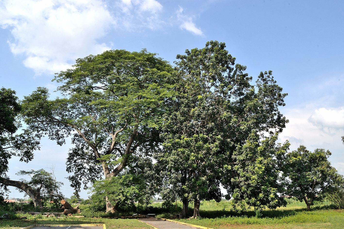 Nubardo Coy: Caoba de Honduras o caoba (Swietenia macrophylla) En el ...