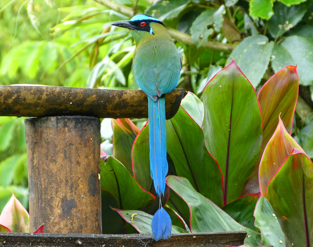 Cultura Guaraní: Barranquero Coronado (Momotus Momota)
