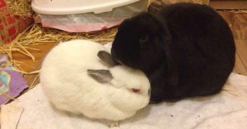 Rabbit Rescue Sanctuary: BONDED RABBIT PAIR NEED HOME NEWCASTLE