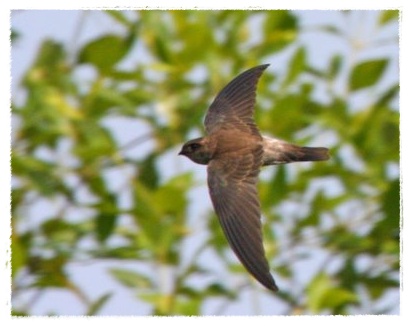 Gambar Burung Walet | Dunia Binatang