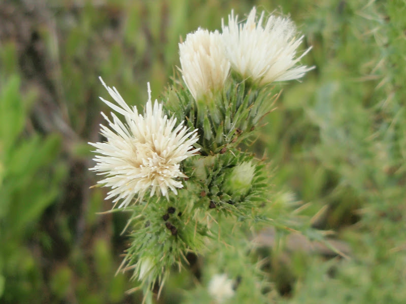 HERBARIO VIRTUAL DE BANYERES DE MARIOLA Y ALICANTE: Carduus tenuiflorus ...