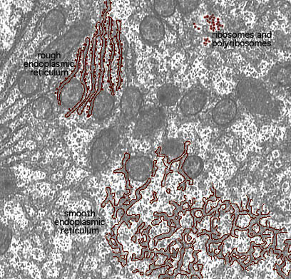 CURIOSIDADES CIENTÍFICAS : Retículo endoplasmático liso y rugoso