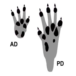 COMPARATIVA HUELLAS DE RATA Y DE ERIZO