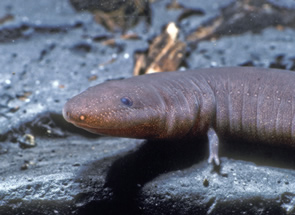 Our Herp Class: NATURAL HISTORY: Two-toed amphiuma!