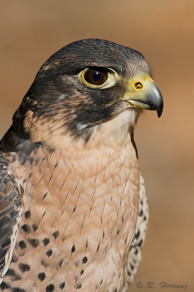 fotosricardo-h: HALCÓN PEREGRINO - Peregrine falcon