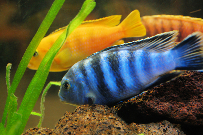 Cichlid | The Life of Animals