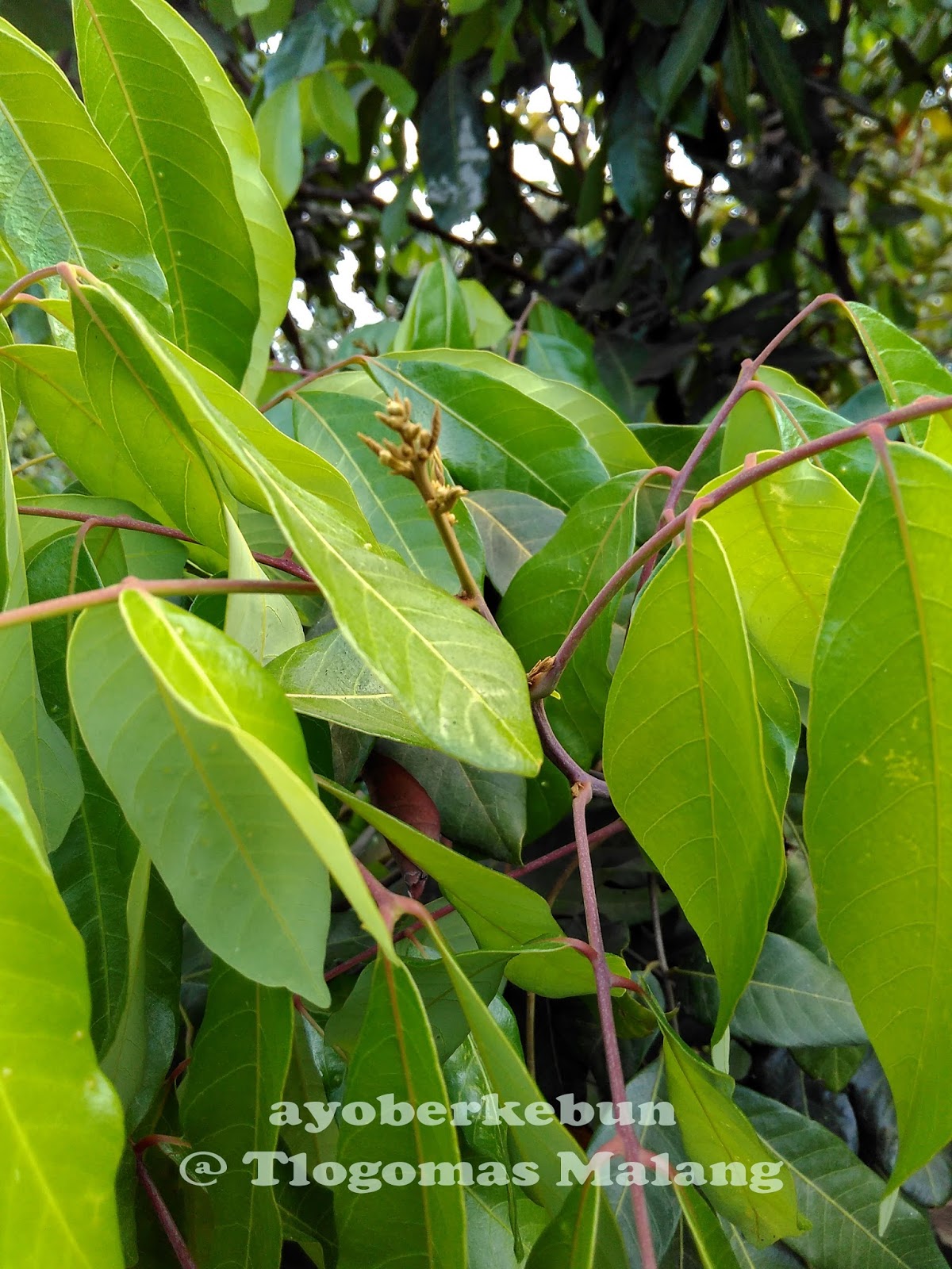 Ayo berkebun: Membuahkan Lengkeng dengan Booster Yuk....( I )