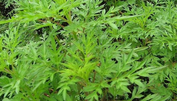 5 Khasiat Daun Kenikir Untuk Kesehatan