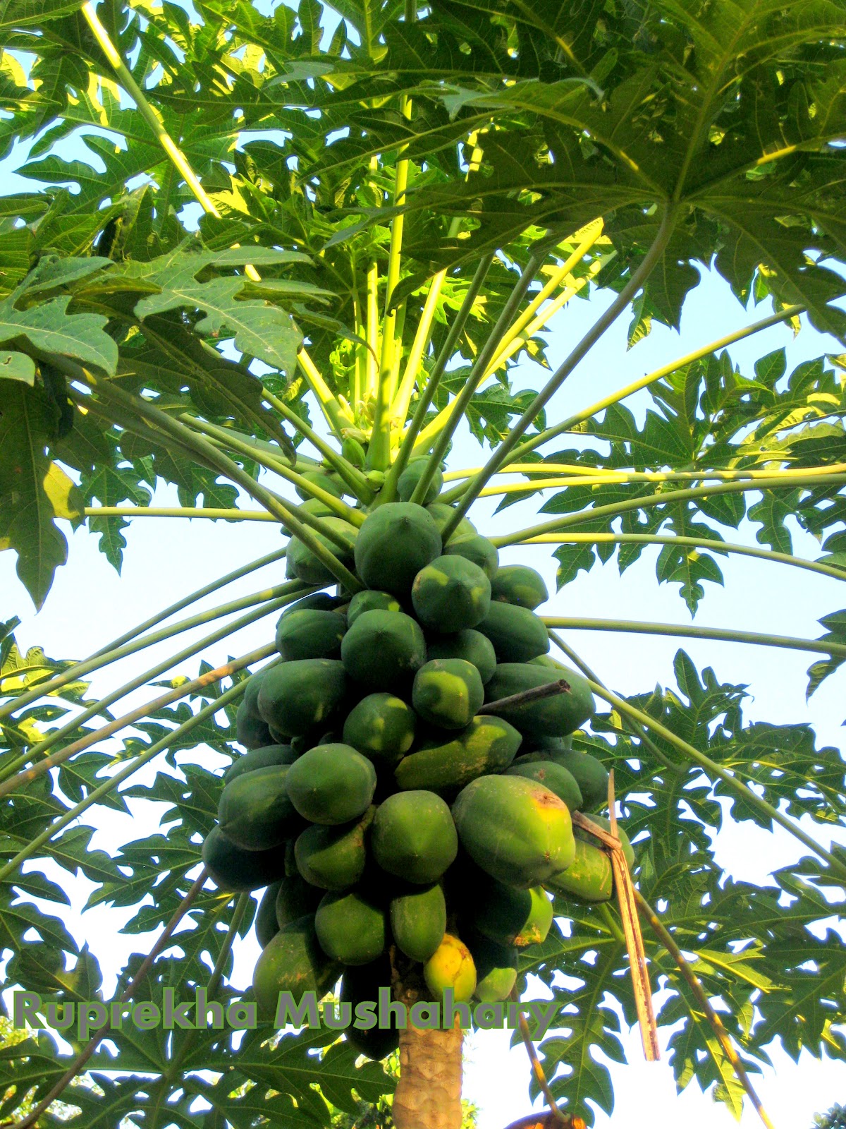 Feelings: Omitar Khaar