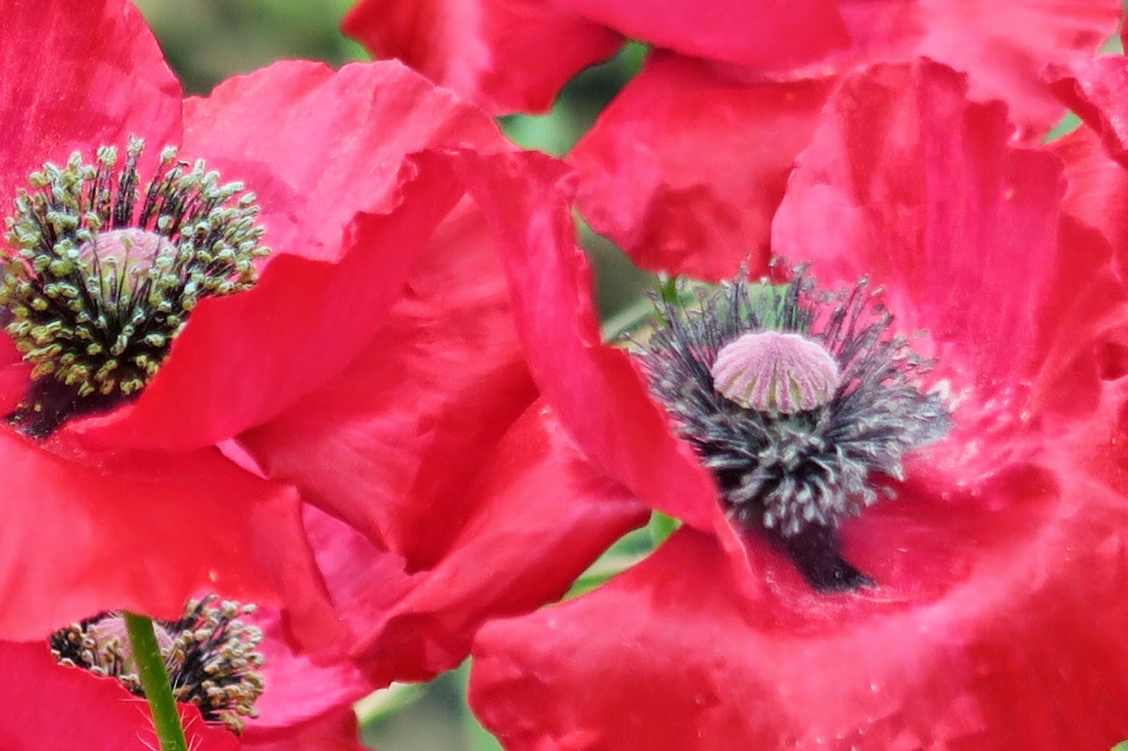 Painting My World: Some Tips for Painting Poppies