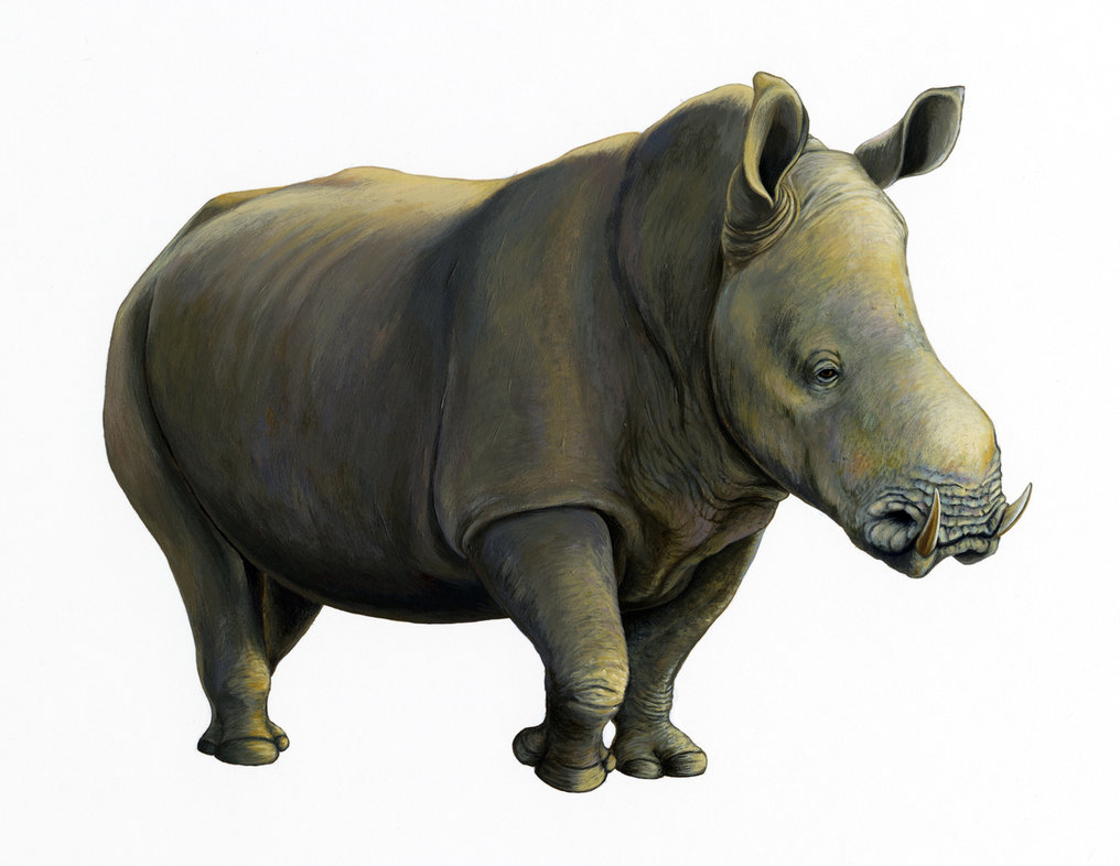 Escenarios prehistóricos: Chilotherium