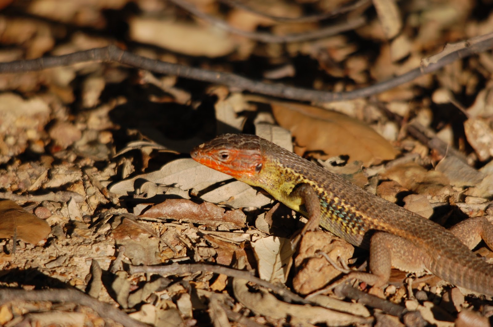 RioYeguas: Lagartija Colilarga
