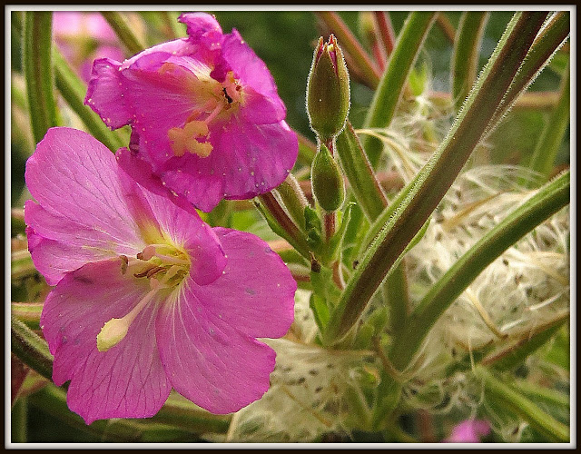 Grandma P's Ramblings Through Life: Ancestors and new life in Charlwood.