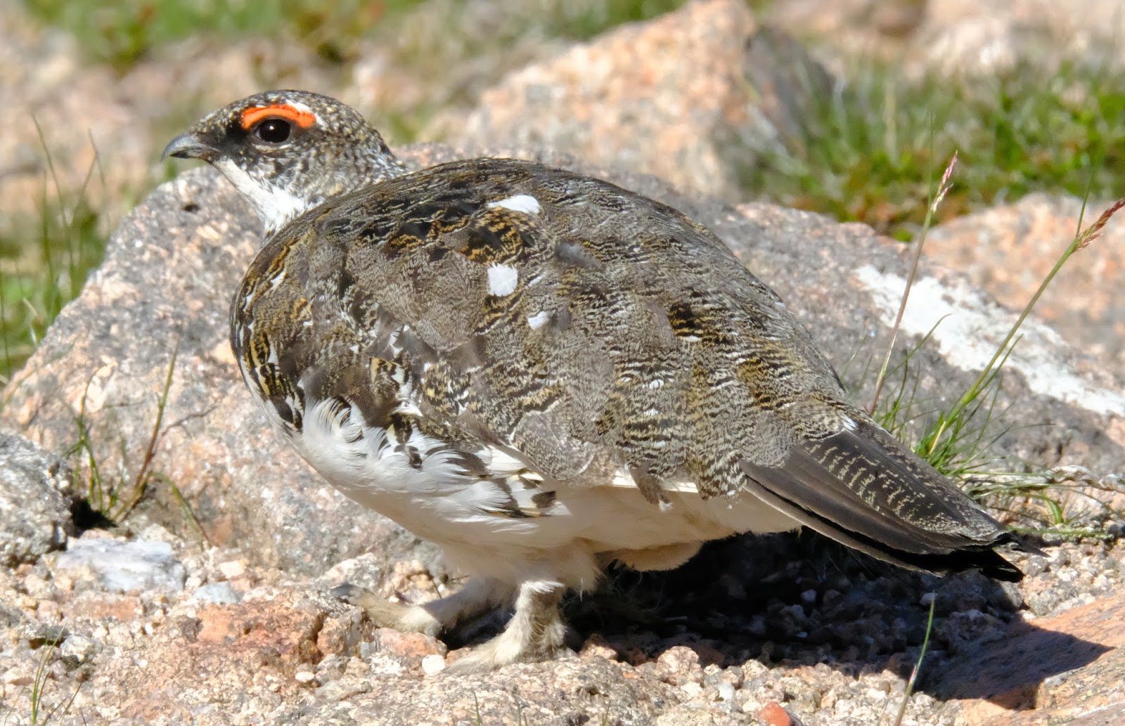 TARMACHAN MOUNTAINEERING: THE LIVING MOUNTAIN