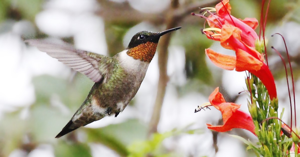 STOKES BIRDING BLOG: Hummingbirds are arriving, will you be ready? Here ...
