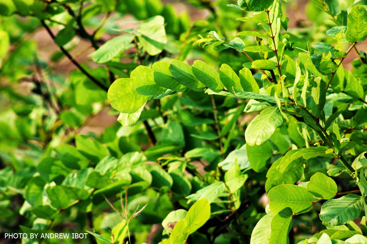 Ako si ANDREW IBOT!: Akapulko