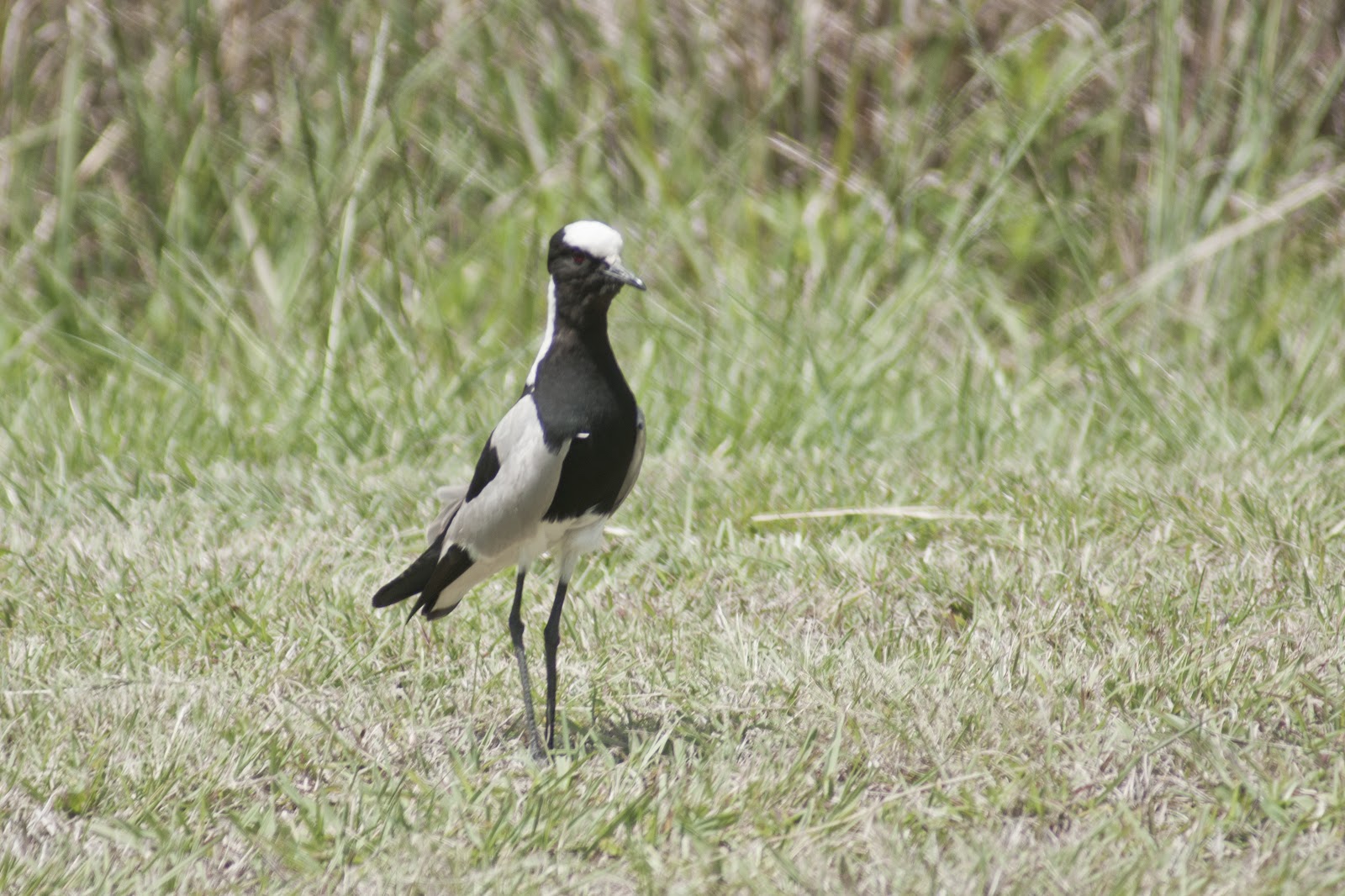 Gerald Ferreira Photographs: Photographs of Kiewiet Birds