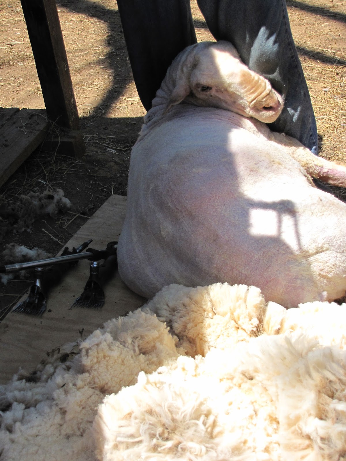 Why does God call us sheep?