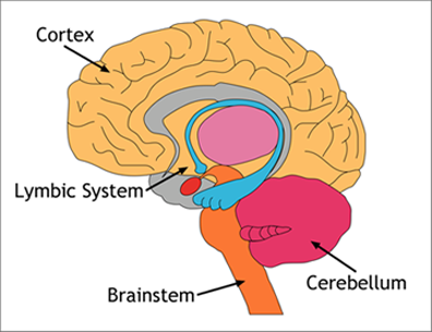 Mental Health - Okanagan: Brain 1.4