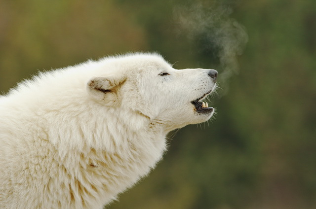White Wolf : Happy New Year 2013