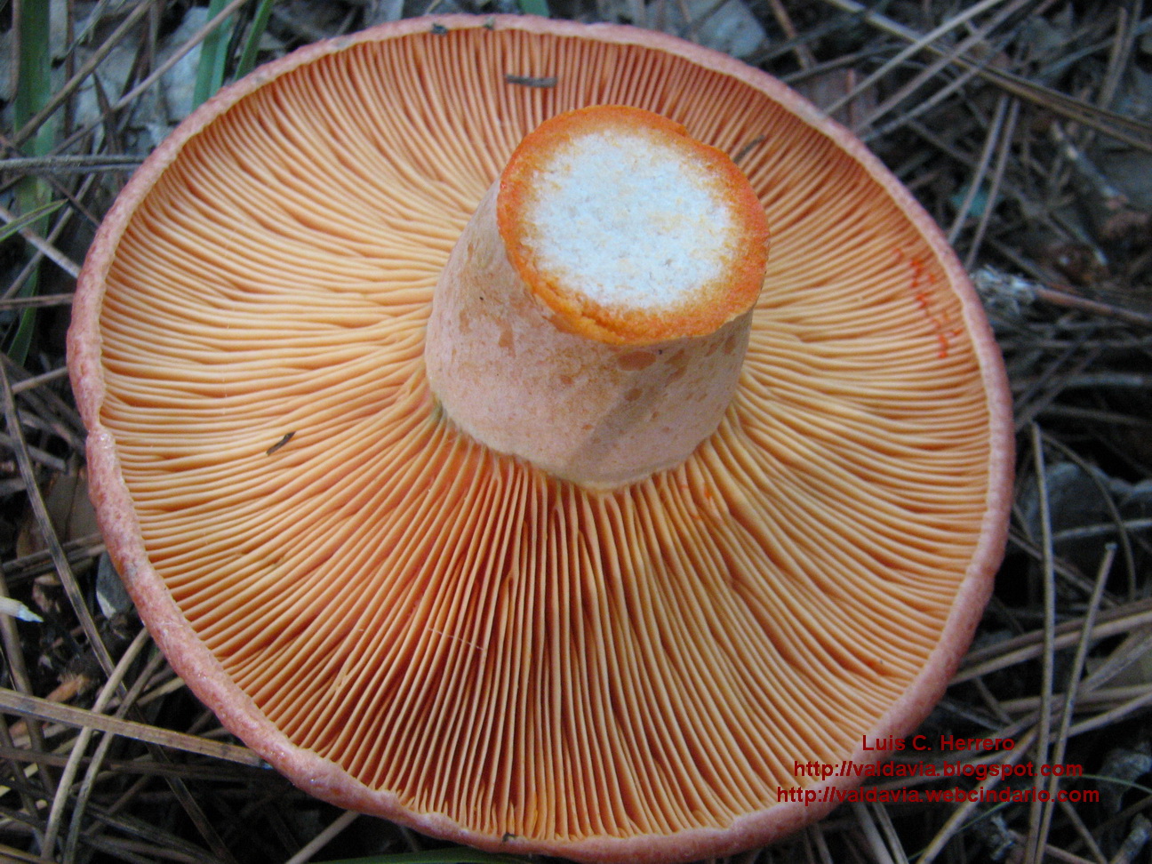 Naturaleza de la Valdavia: Tiempo de níscalos