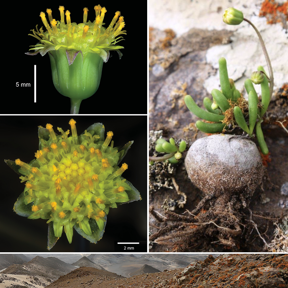 Species New to Science: [Botany • 2019] Crassothonna agaatbergensis ...