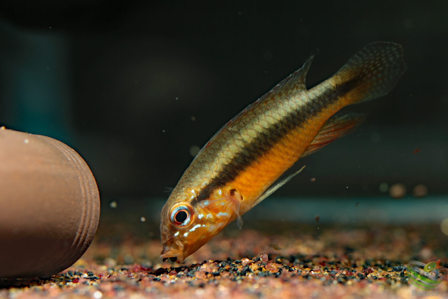 I have a pen～ | アピストグラマに魅せられて