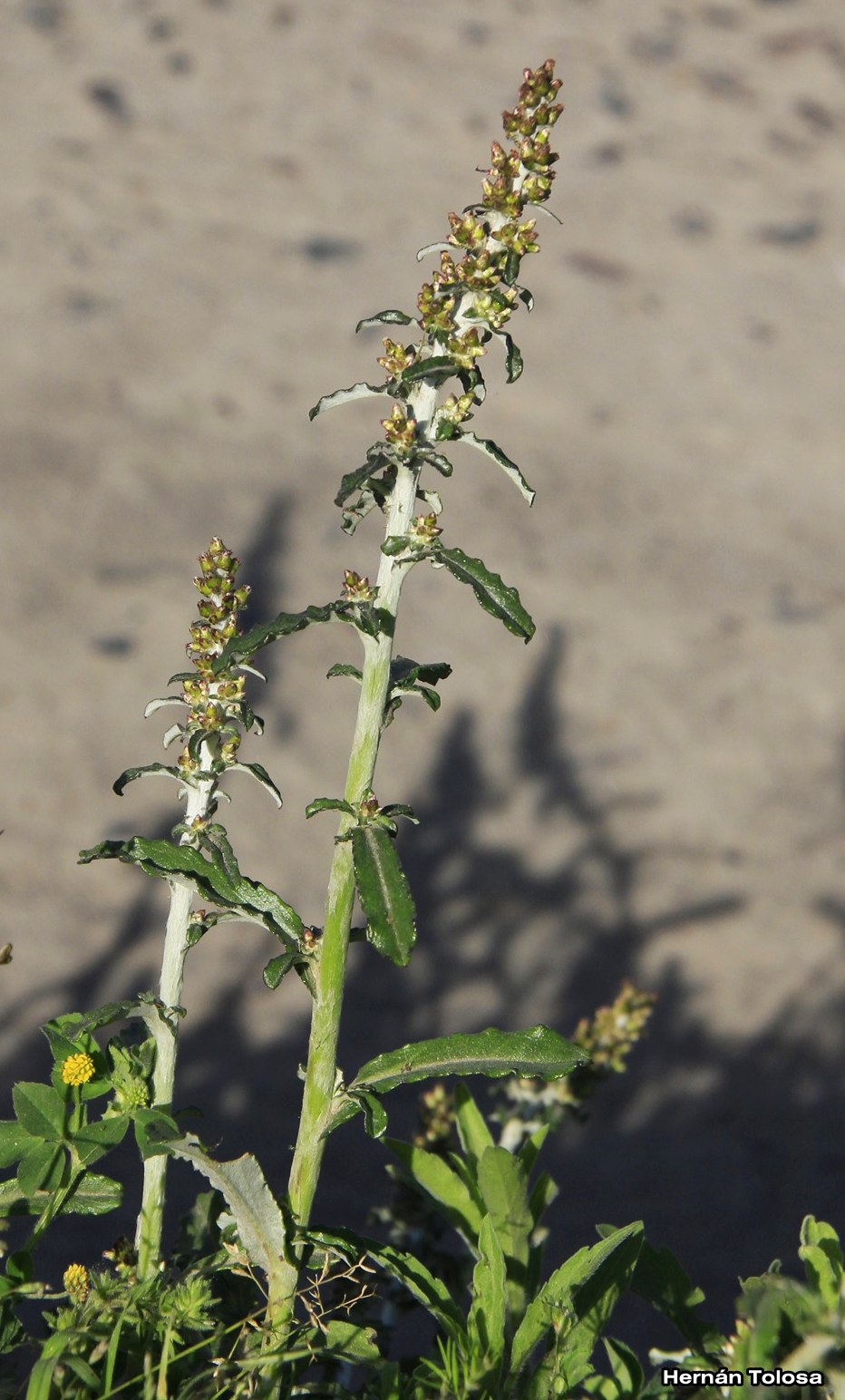 Flora Bonaerense: Cenizo (Gamochaeta americana)
