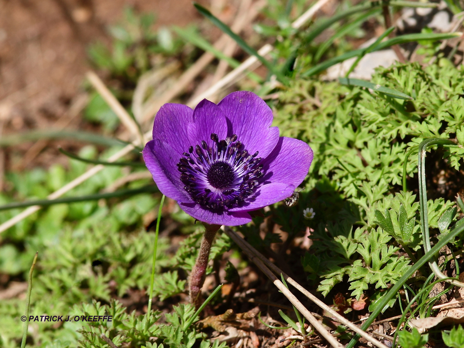 Raw Birds: Poppy Anemone