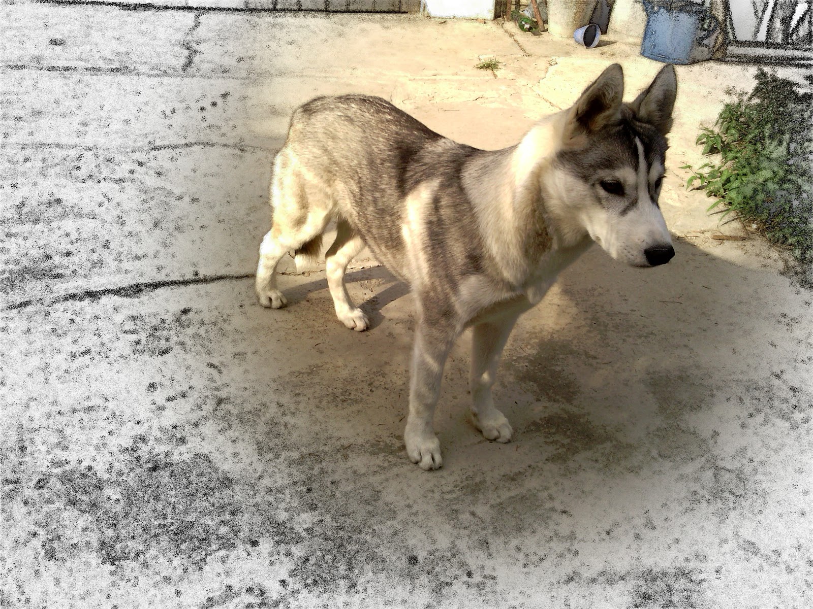 Sibirski haski: GALERIJA